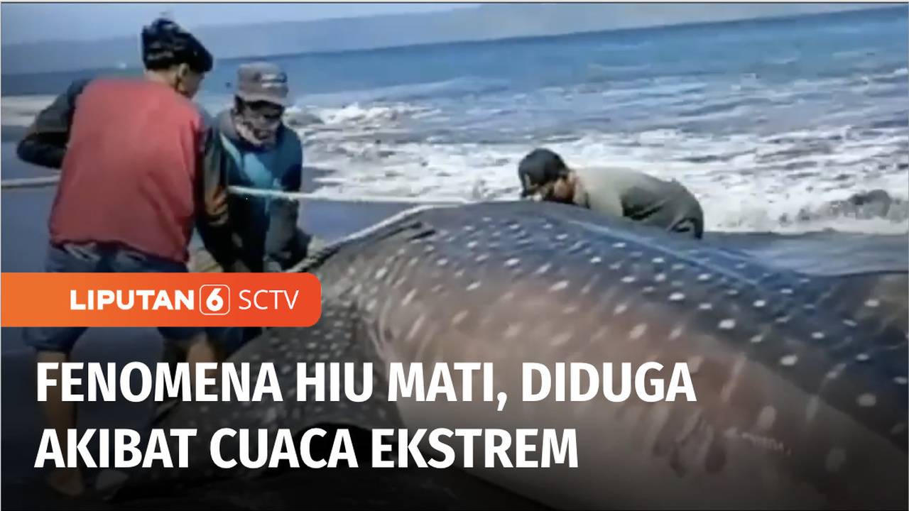 Seekor Hiu Tutul Ditemukan Mati Terdampar di Pesisir Lumajang | Liputan 6 - SCTV | Vidio