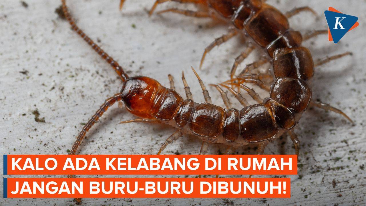 3 Alasan Stop Basmi Kelabang yang Muncul di Rumah - Kompascom | Vidio