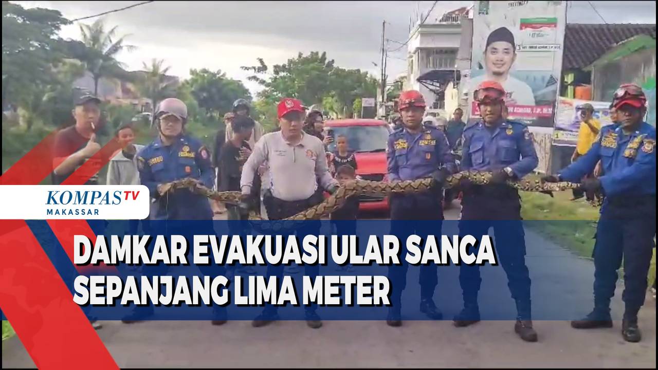 Damkar Evakuasi Ular Sanca Sepanjang Lima Meter - Kompas TV | Vidio