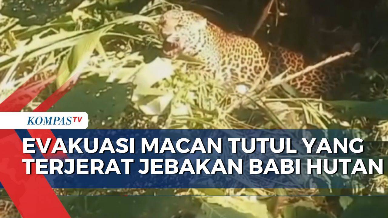Evakuasi Macan Tutul yang Terjerat Jebakan Babi Hutan di Lahan ...