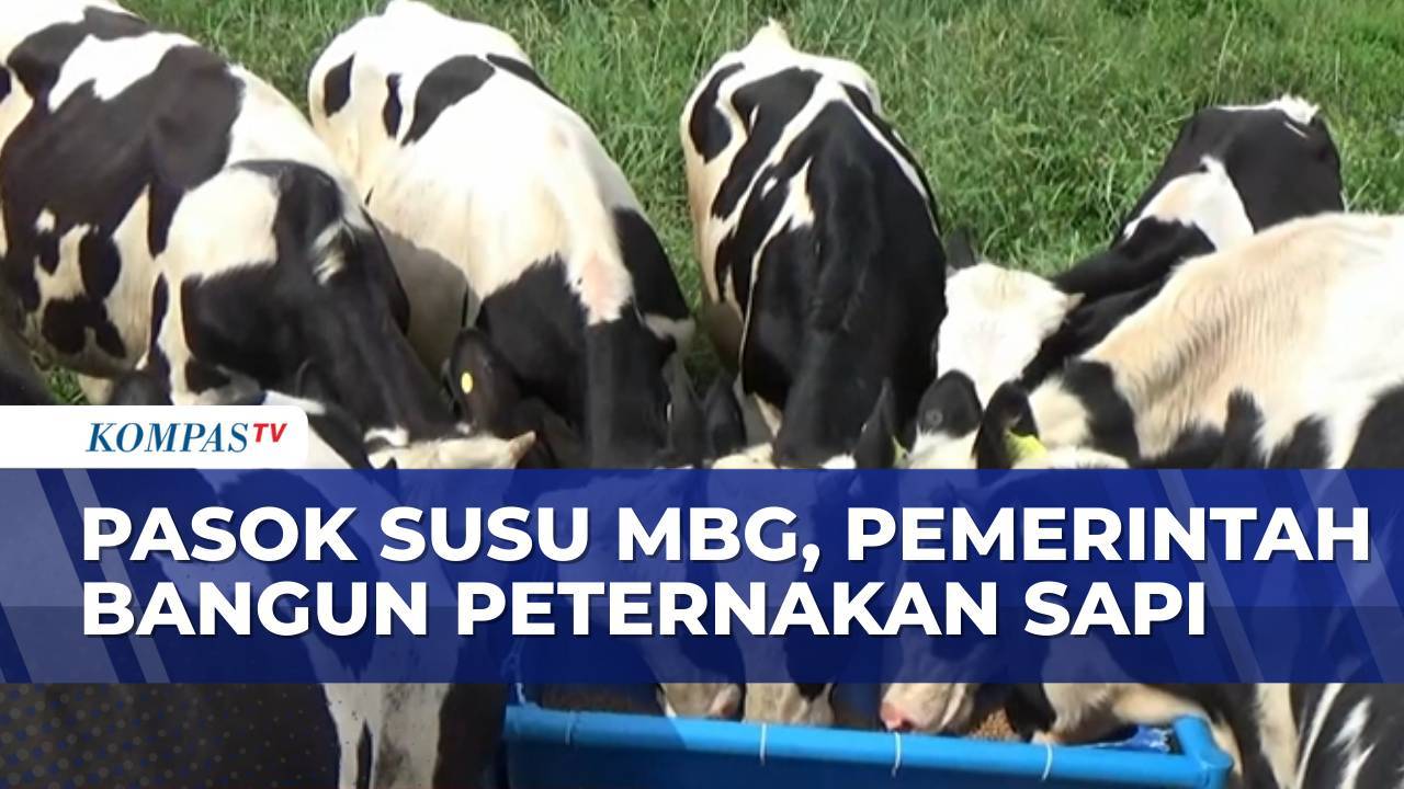 Peternakan Sapi Bakal Dibangun untuk Pasok Susu MBG | JMP - Kompas TV