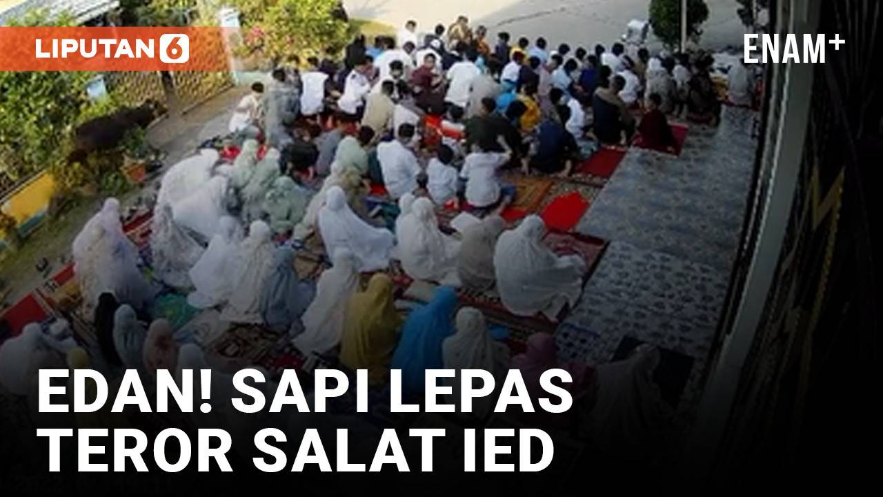 Sapi Kurban Lepas Bikin Panik Jemaah Salat Ied - Liputan6.com | Vidio
