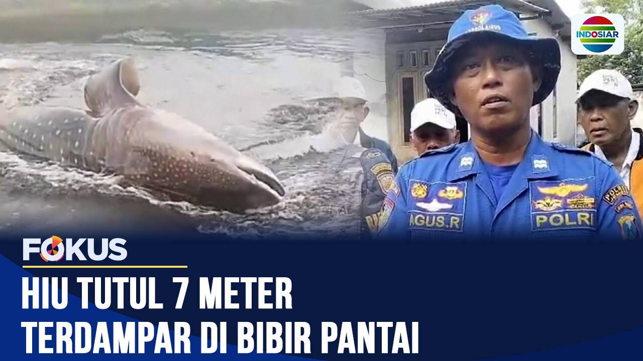 Hiu Tutul Sepanjang 7 Meter Terdampar di Pantai Jember, Nelayan ...