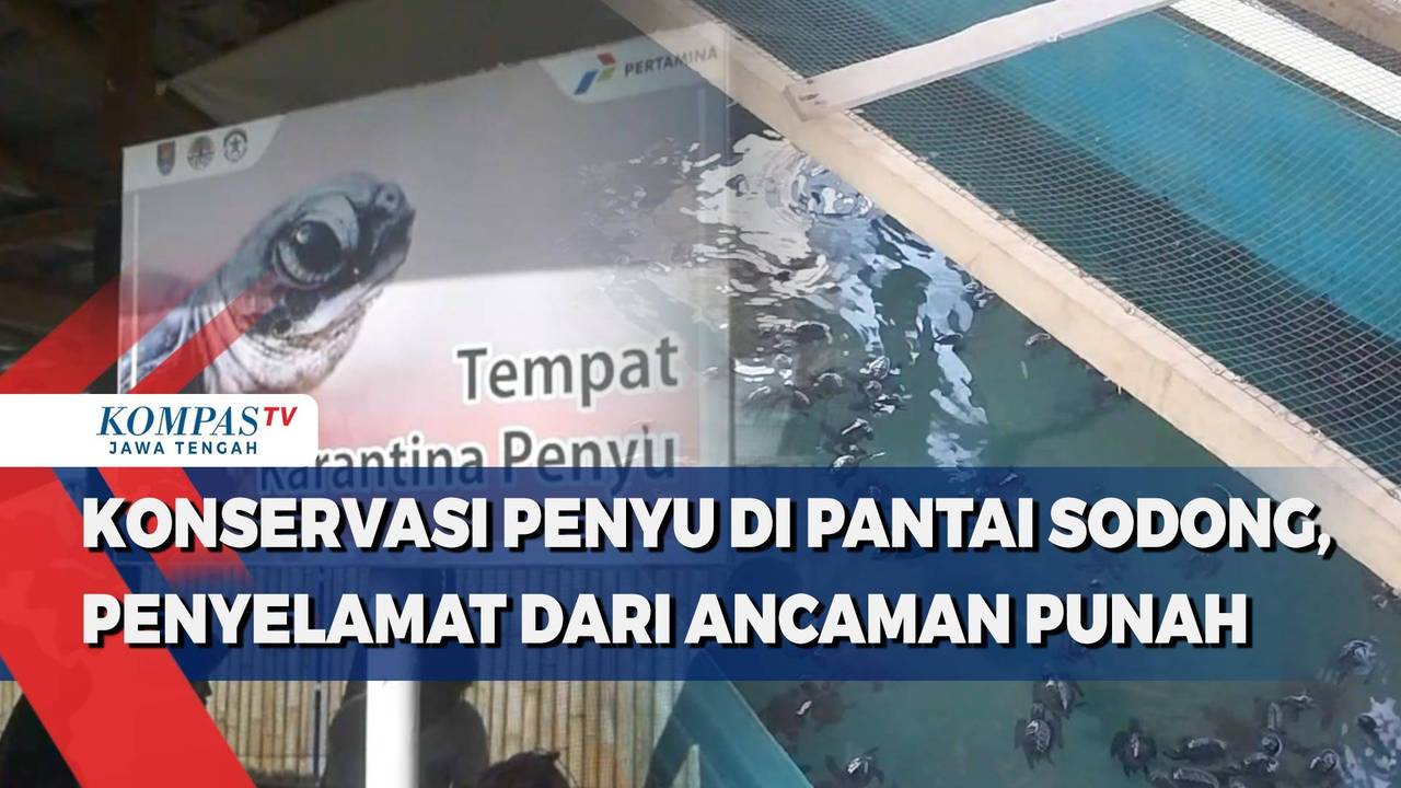 Konservasi Penyu di Pantai Sodong, Penyelamat dari Ancaman Punah ...