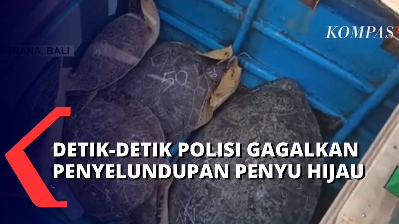 Inilah Detik Detik Polisi Gagalkan Aksi Penyelundupan 9 Ekor Penyu