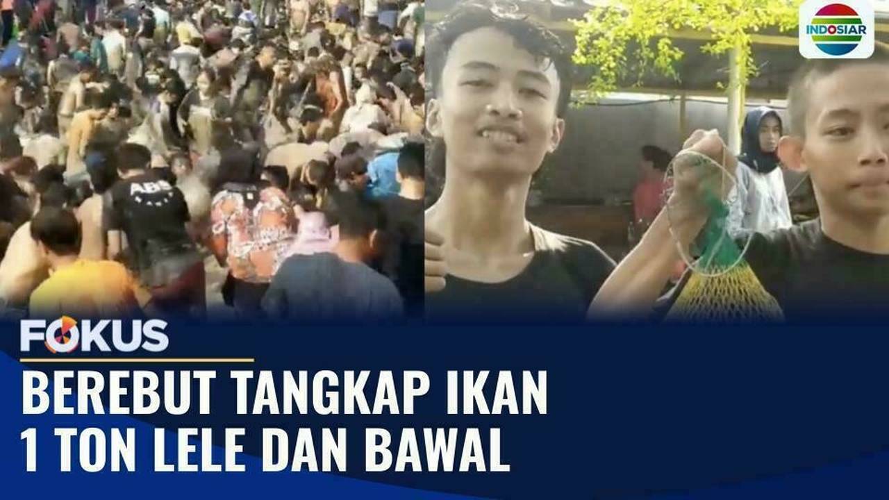 Serunya Tangkap Ikan Pakai Tangan di Tegal, 1 Ton Lele dan Bawal Jadi ...