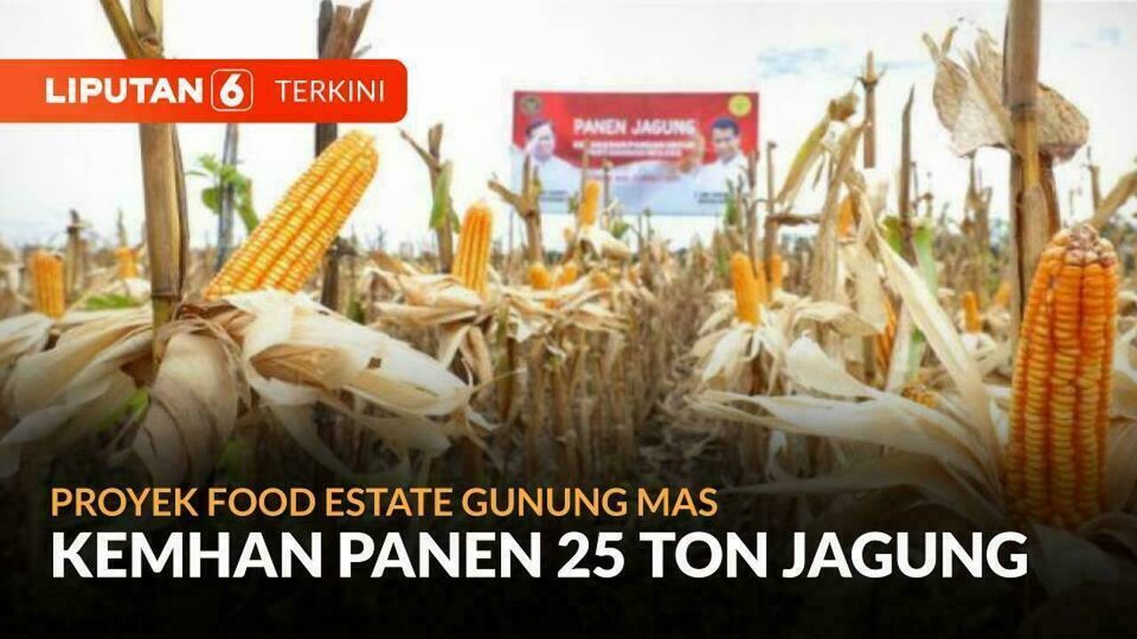 Kementerian Pertahanan Panen Jagung di Lahan Food Estate Gunung Mas | Liputan 6 - SCTV | Vidio