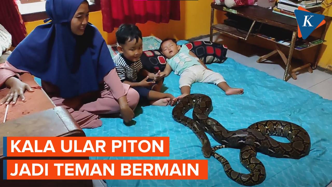 Potret Keakraban Sebuah Keluarga dengan Piton Peliharaannya - Kompascom | Vidio