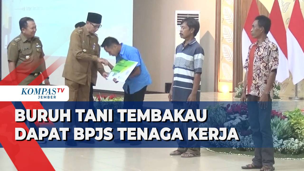 Pemkab Jember Berikan BPJS TenagakerjakeBuruh Tani Tembakau - Kompas TV ...