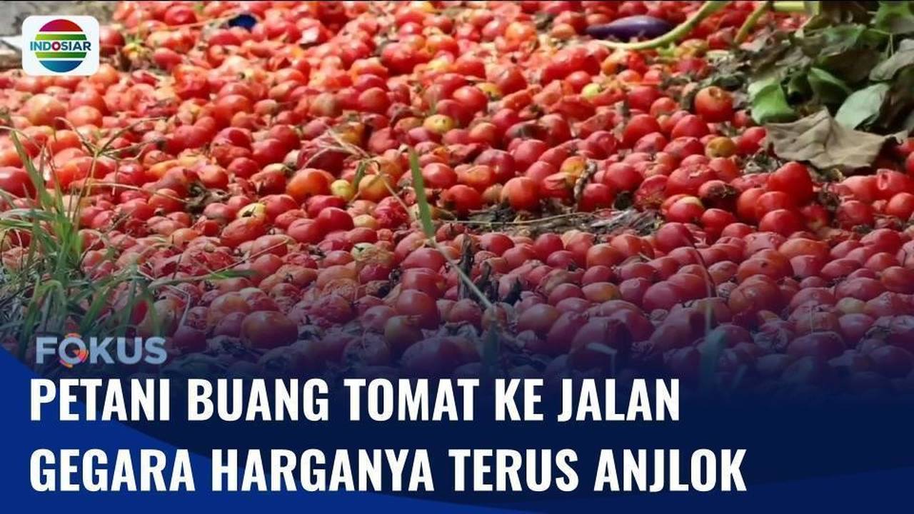 Harga Anjlok, Petani Buang Ratusan Kilogram Tomat Hasil Panen ke Tepi ...