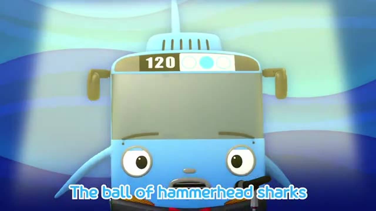 Tayo Shark Song - Ep 05 - Hammerhead Shark (2022) | Vidio