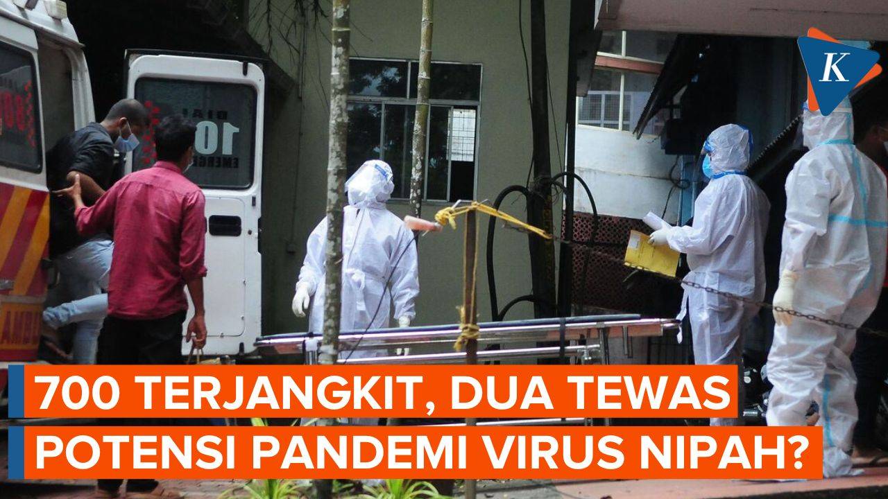 Potensi Pandemi Baru, Apa Itu Virus Nipah, Gejala, dan Cara ...