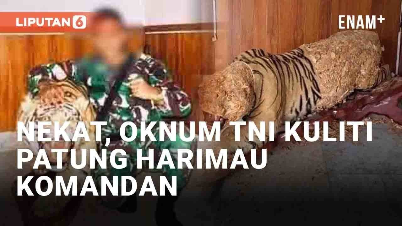 Nekat, Oknum TNI Kuliti Patung Harimau Milik Komandan - LiputanEnam | Vidio