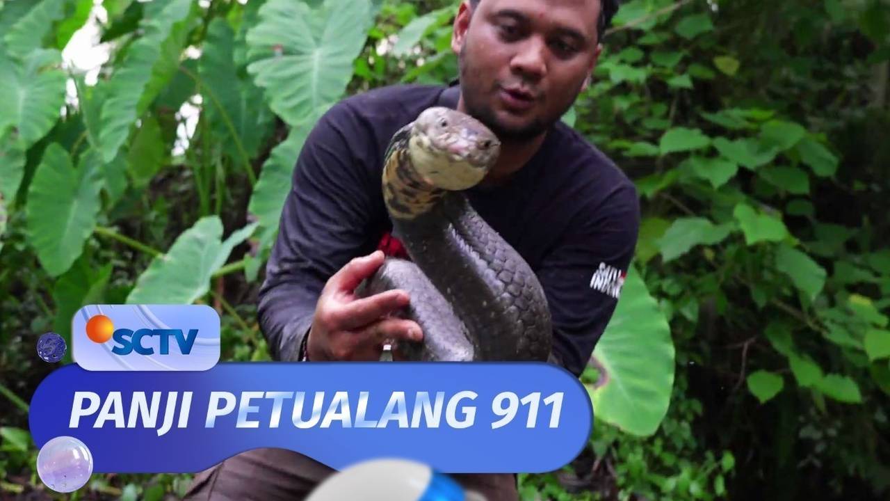Petarungan Panji Menangkap King Kobra Ganas | Panji Petualang 911