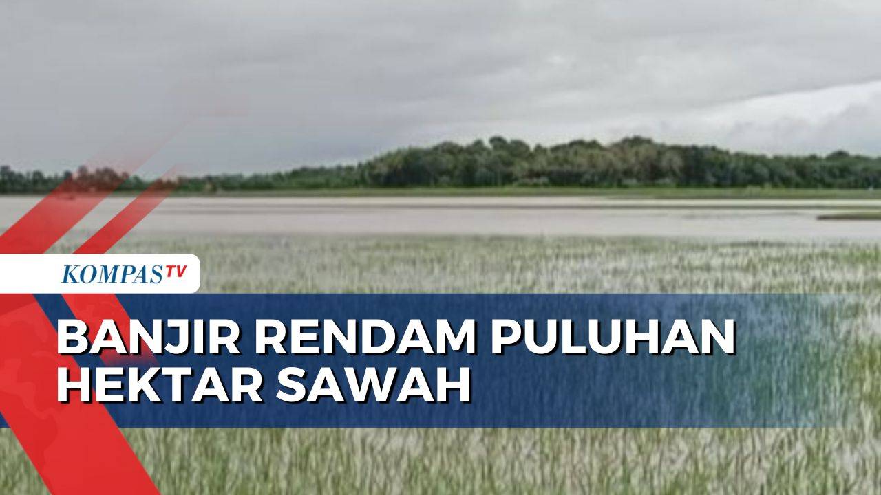 Akibat Curah Hujan Tinggi, Puluhan Hektar Sawah di Desa Cipedang Lebak ...