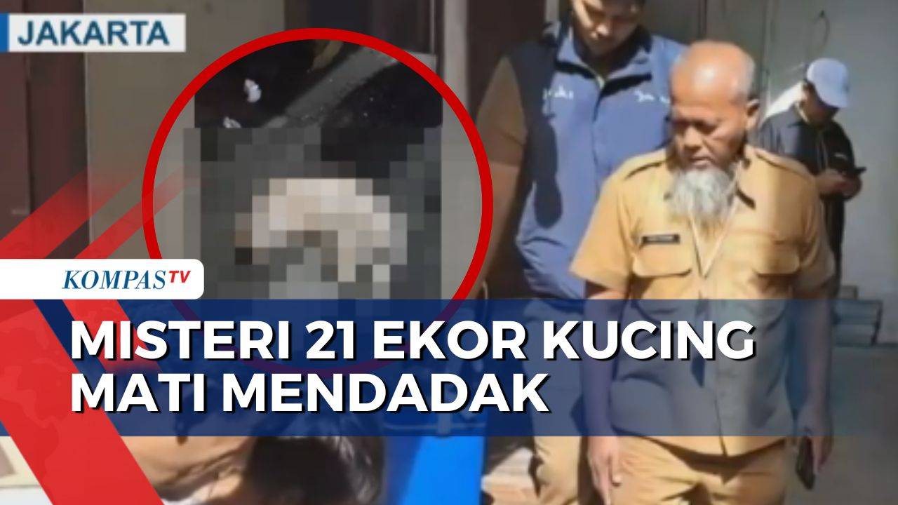 21 Ekor Kucing di Sunter Mati Mendadak, Bangkai Kucing Dievakuasi dan ...