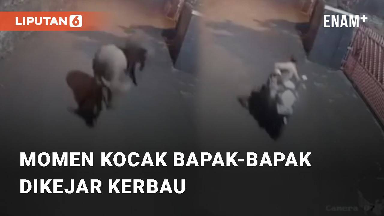 Momen Kocak Bapak-bapak Dikejar Kerbau Saat Naik Motor - LiputanEnam ...