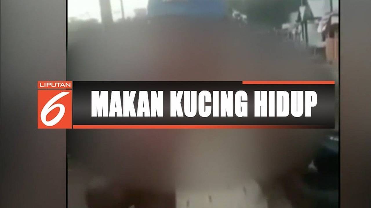 Viral Aksi Pria Makan Kucing Hidup, Diduga untuk Menakut-nakuti Pedagang - Liputan 6 Pagi - SCTV ...