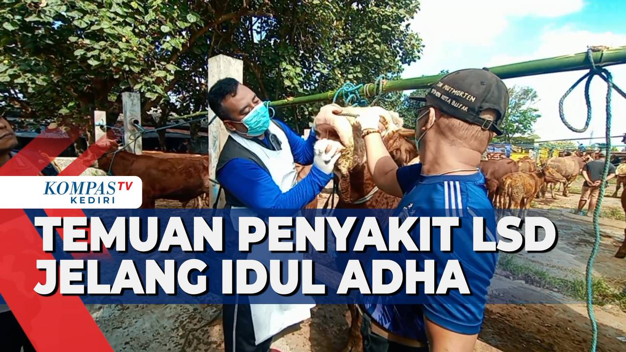 Sidak Hewan Kurban, Petugas Temukan Sapi Yang Terjangkit LSD - Kompas ...