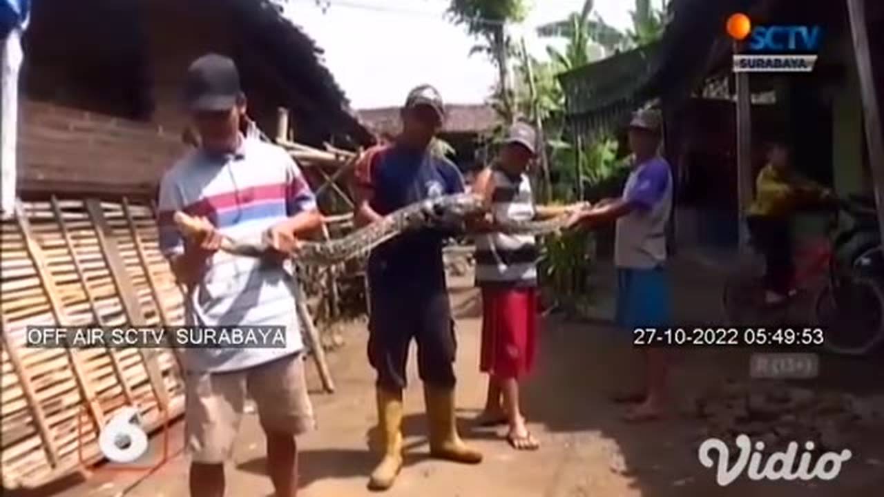 Warga Tangkap Seekor Ular Sanca Sepanjang 4 Meter - SCTV Regional | Vidio