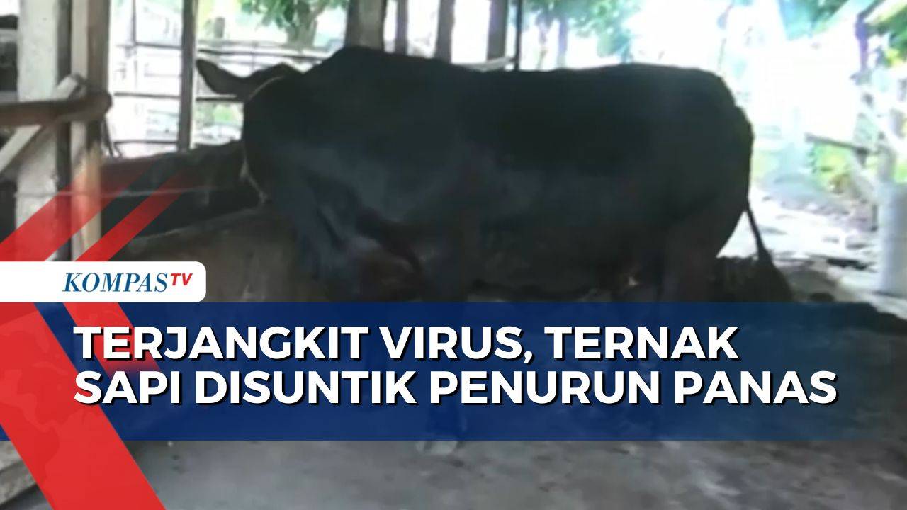 Puluhan Ternak Sapi di Lampung Terjangkit Virus Lumpy Skin Disease ...
