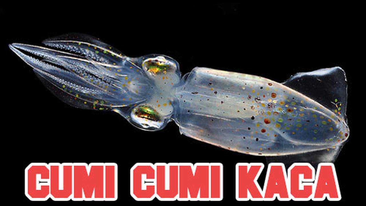 Biasanya kita menemukan cumi cumi dengan wujud biasa tapi tidak dengan ...
