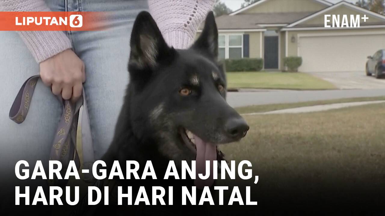 Anjing Peliharaan Ciptakan Momen Haru di Hari Natal - liputan6.com