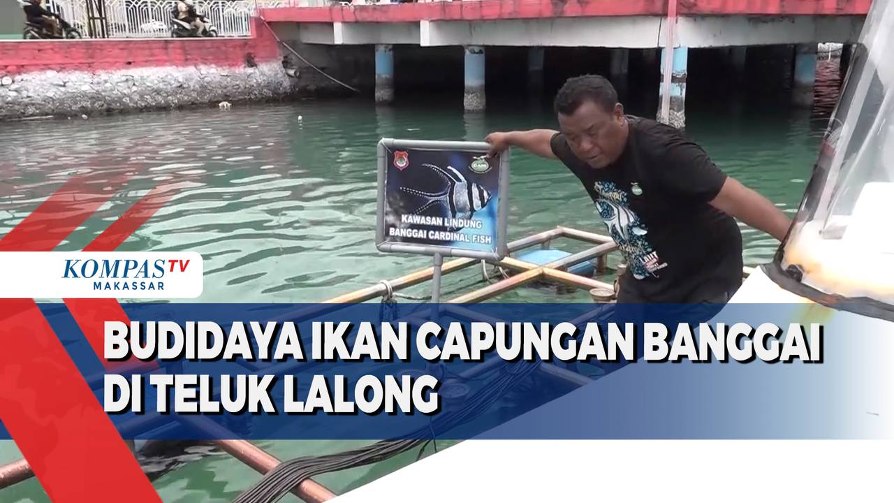 Budidaya Ikan Capungan Banggai Di Teluk Lalong - Kompas TV | Vidio
