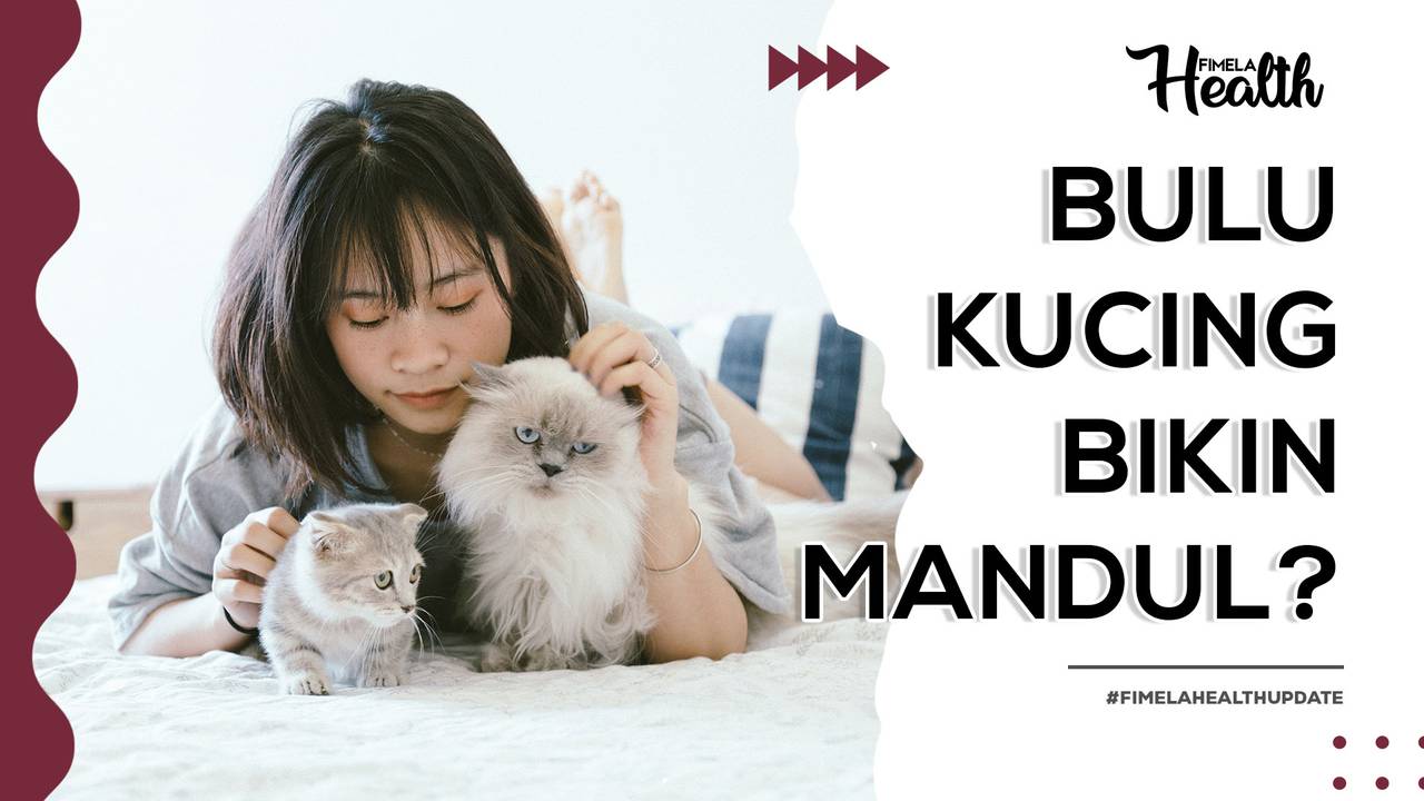 Bulu Kucng Bikin Mandul, Mitos atau Fakta? - Shorts