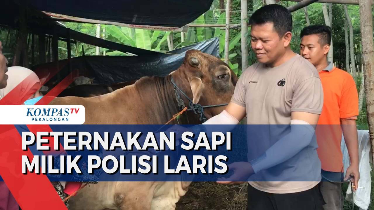 Kisah Aiptu Sugino, Polisi yang Sukses Jadi Peternak Sapi di Pemalang ...