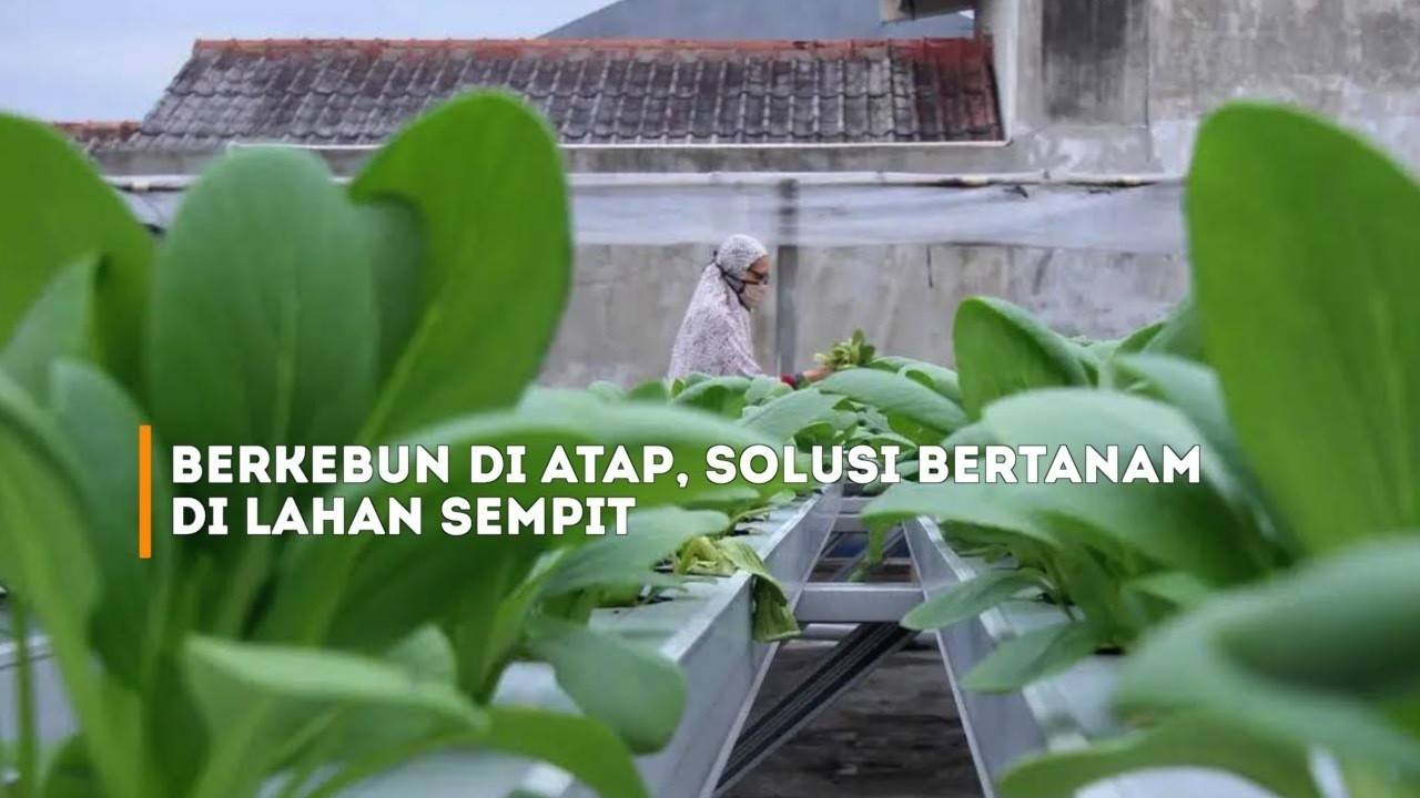 Berkebun di Atap Rumah, Solusi Hobi Bertanam di Lahan Sempit | Vidio