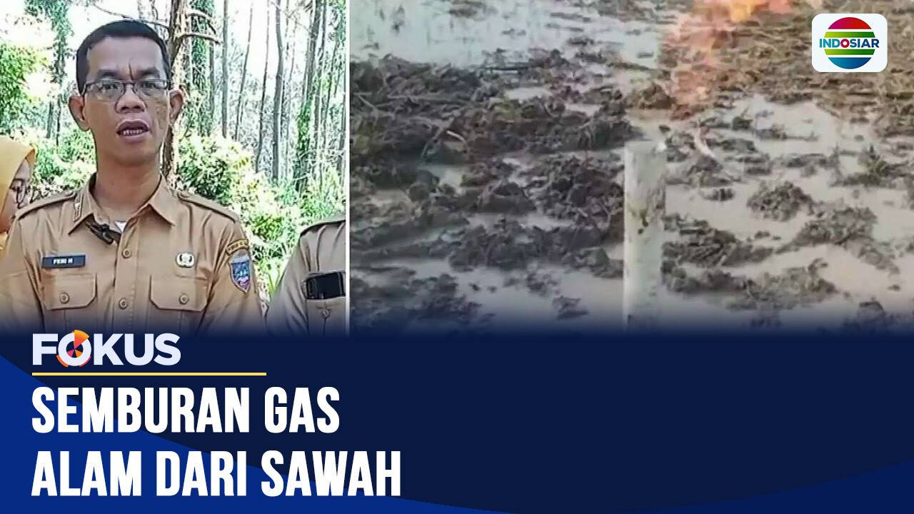 Semburan Gas Alam dari Sawah | Fokus - INDOSIAR