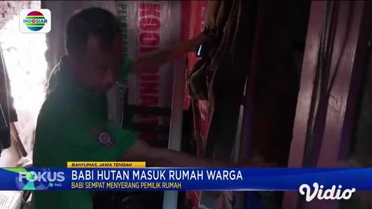 Babi Hutan Masuk Permukiman Warga - Indosiar Regional | Vidio
