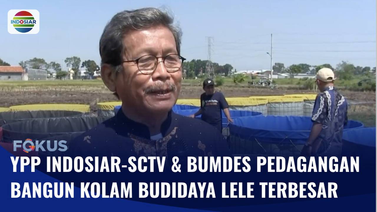 YPP Indosiar-SCTV dan BUMDES Pedagangan Ubah Sawah Jadi Kolam Lele ...