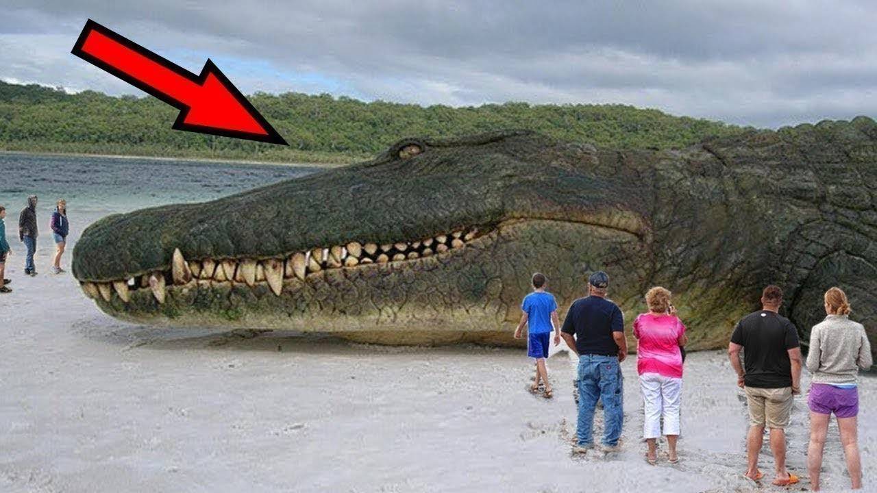 HEBOH! Buaya-Buaya Raksasa Terbesar di Dunia yang Pernah Ditemukan