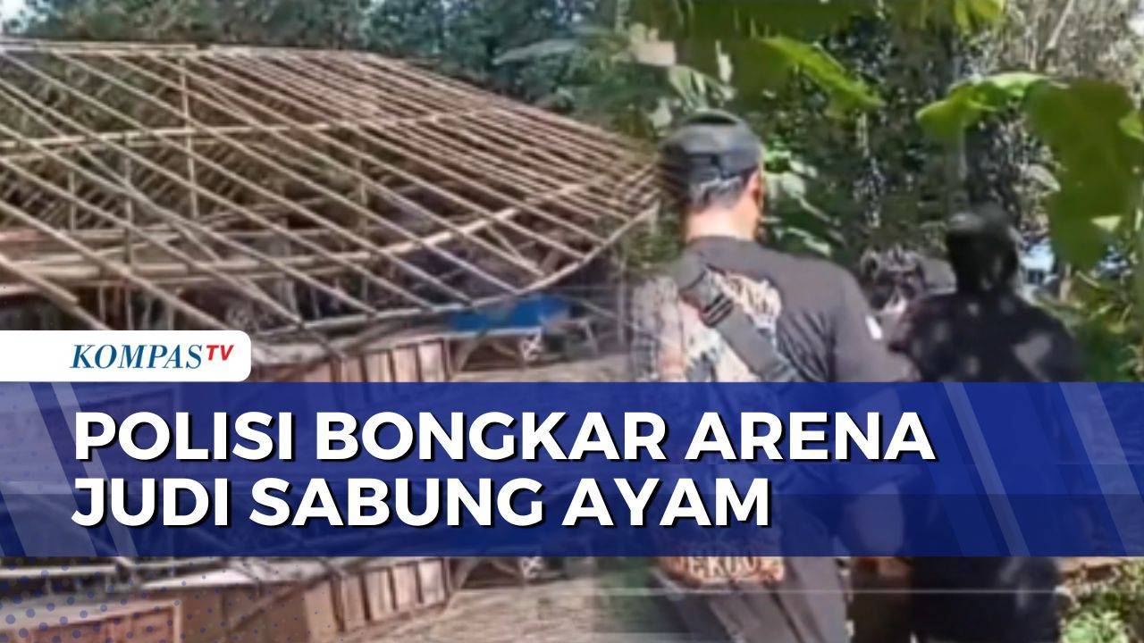 Polisi Bongkar Arena Judi Sabung Ayam di Tengah Perkebunan Desa ...