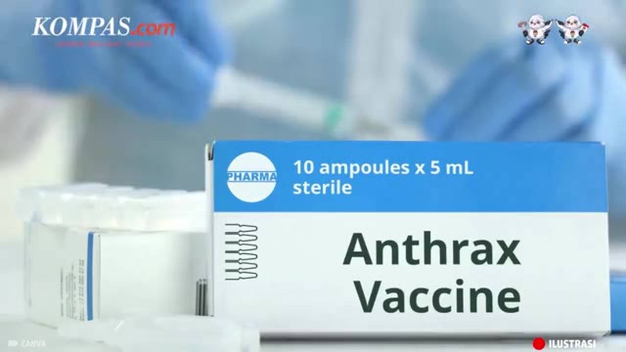 Menyelisik Bahaya Antraks pada Manusia - Kompascom | Vidio