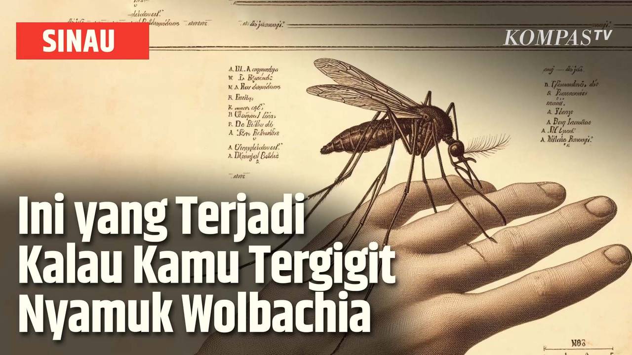 Bagaimana Jika Manusia Digigit Nyamuk Wolbachia? | SINAU - Kompas TV ...
