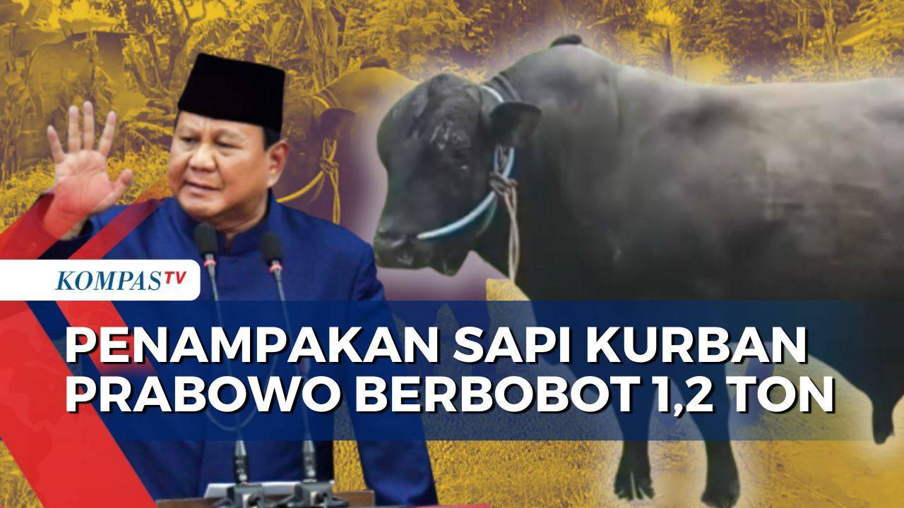 Sapi Raksasa Mike Tyson Milik Warga Pekalongan Terpilih Jadi Kurban Presiden Prabowo - Kompas TV