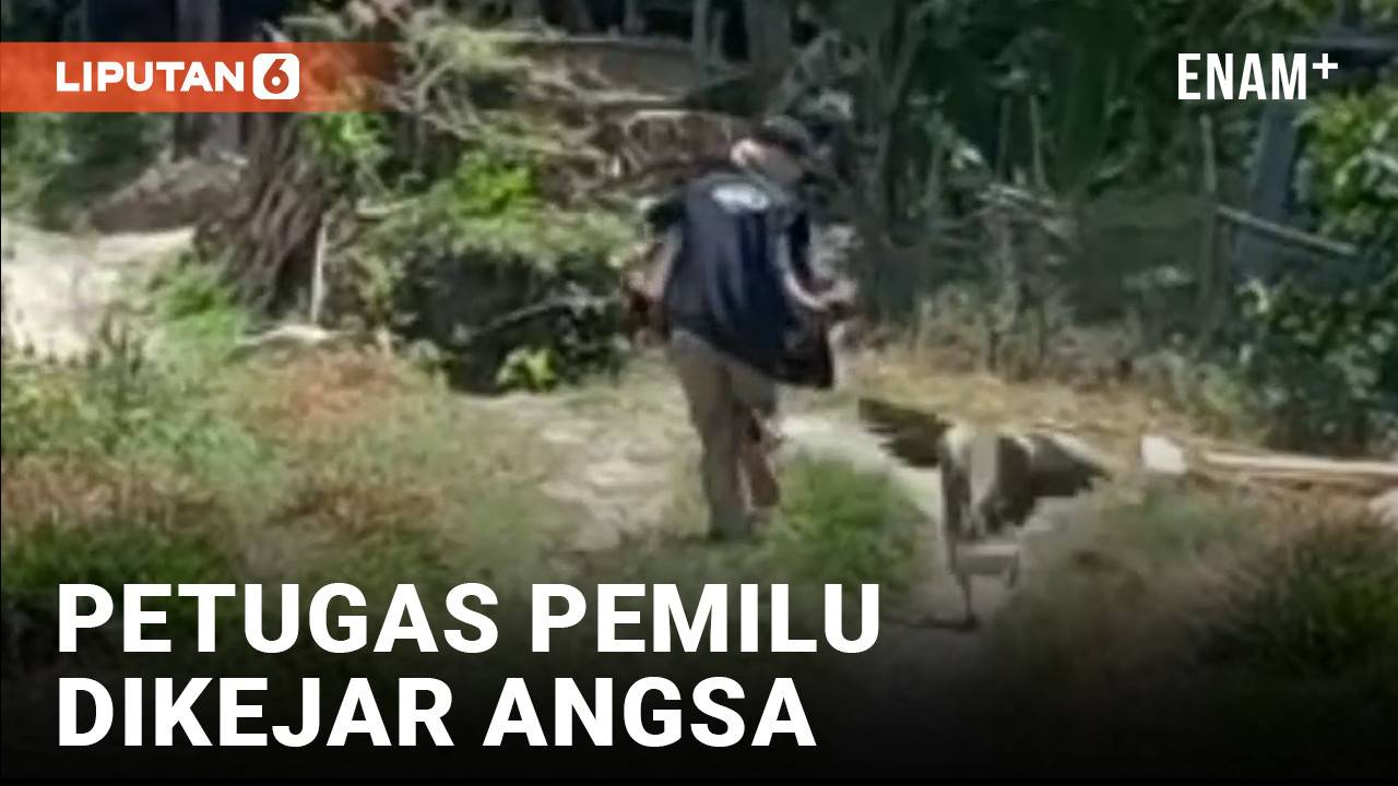Petugas Pemilu Dikejar Angsa - liputan6.com