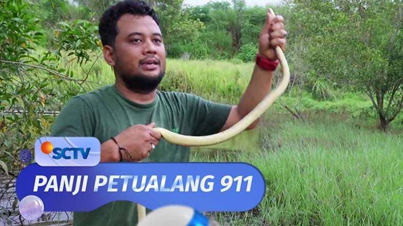 Kecil Tapi Garang, Panji Sempat Kewalahan Menangkap Ular Sapi | Panji ...