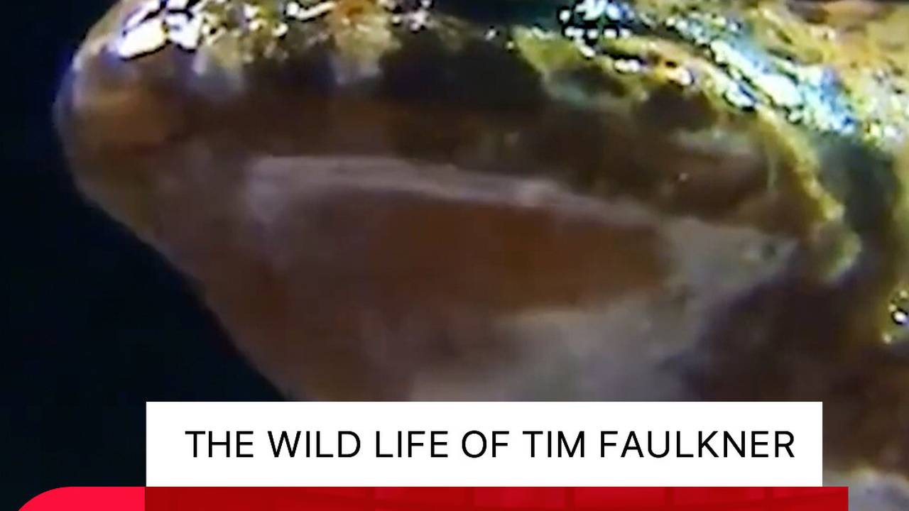 The Wild Life of Tim Faulkner - Shorts | Vidio