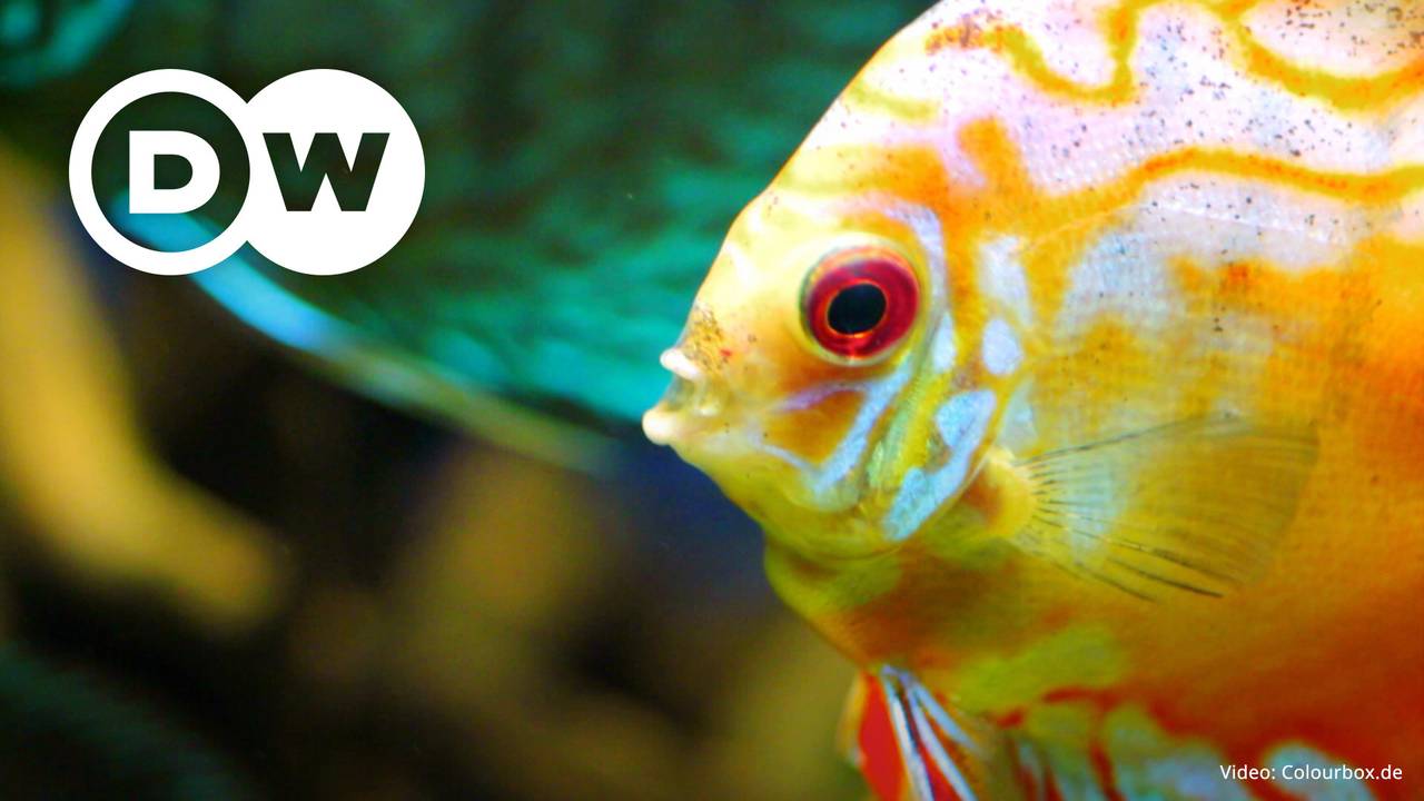 Now You Know - Bagaimana cara ikan melihat di dalam air? | Vidio