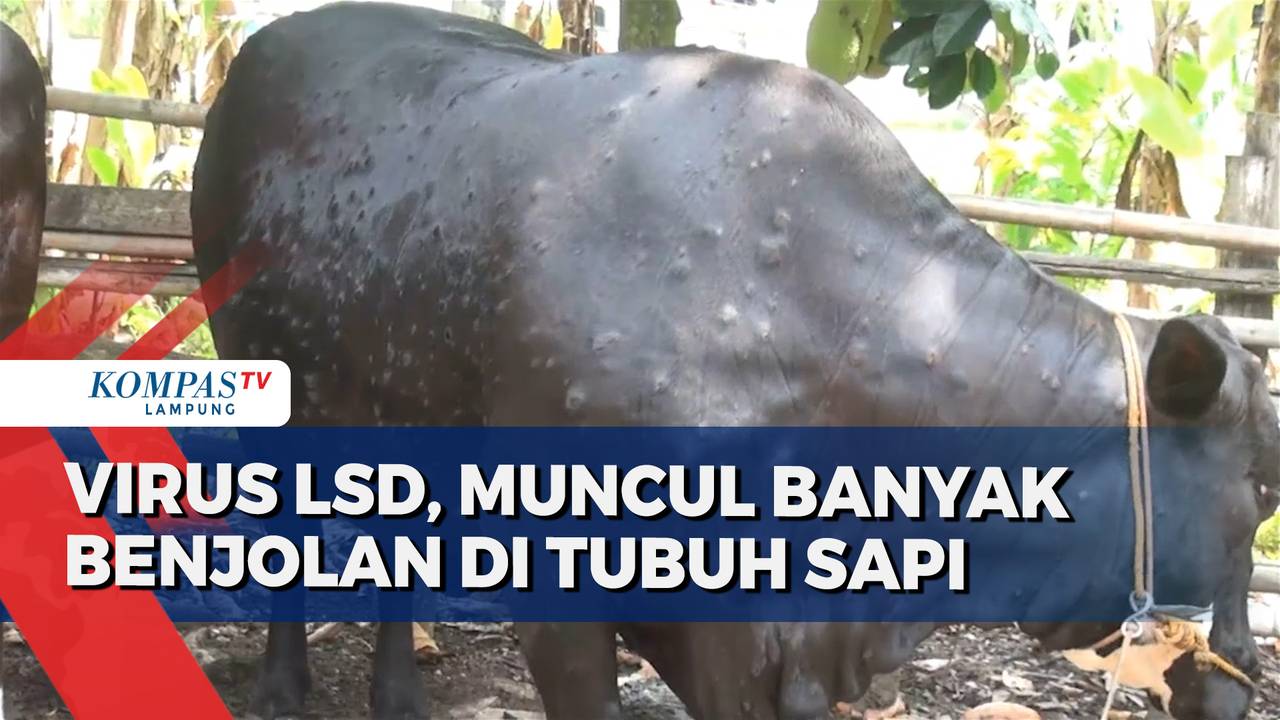 Puluhan Sapi Ternak Terjangkit Virus Lumpy Skin Disease - Kompas TV | Vidio