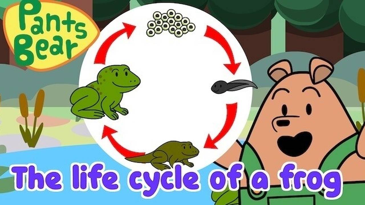 Life Cycle of A Frog | Siklus hidup katak