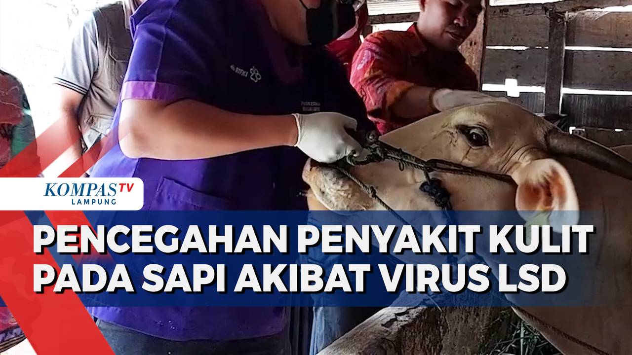 Pencegahan Penyakit Kulit Virus LSD pada Sapi - Kompas TV | Vidio