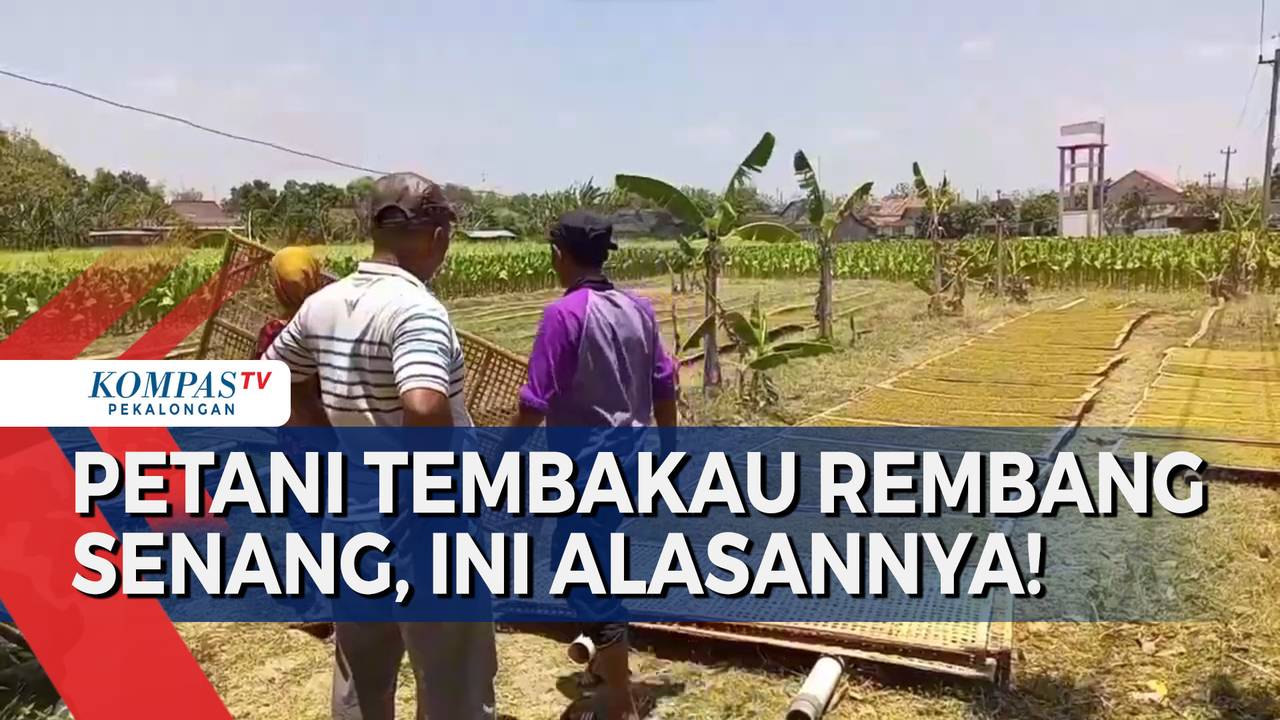 Kemarau Panjang, Berkah bagi Petani Tembakau - Kompas TV | Vidio