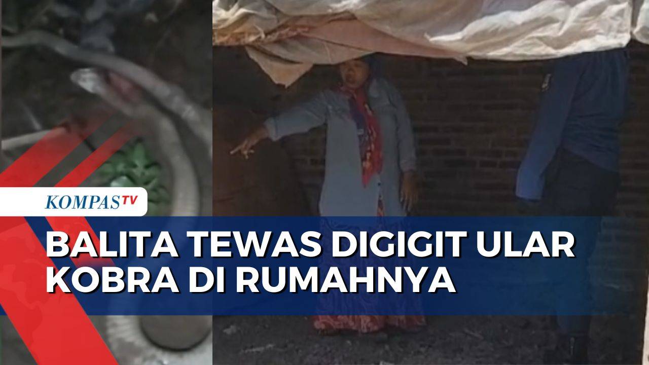 Kronologi Balita di Tangerang Tewas Digigit Ular Kobra - Kompas TV | Vidio