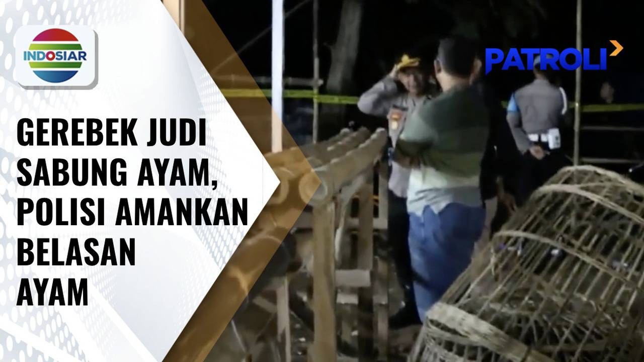 Gerebek Judi Sabung Ayam, Polisi Amankan Lebih dari 100 Motor dam Ayam ...