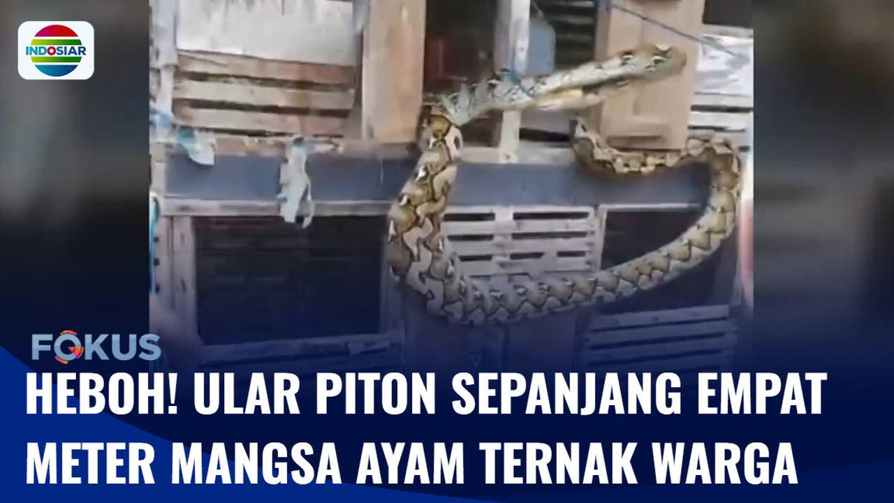 Ular Piton Sepanjang Empat Meter Mangsa Ayam Ternak Warga, Ular ...